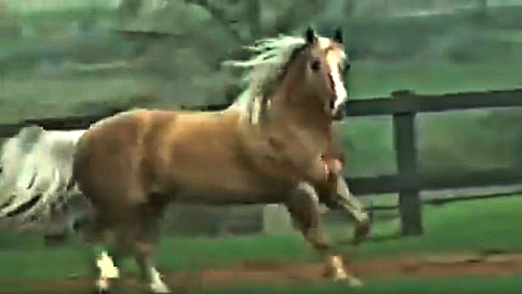 Meet Bueno Starlight: One Of The Most Beautiful Palomino Horses Around ...