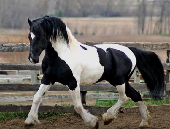 Pinto Horse